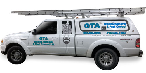 GTA Wildlife Removal & Pest Control Ltd. - Welcome